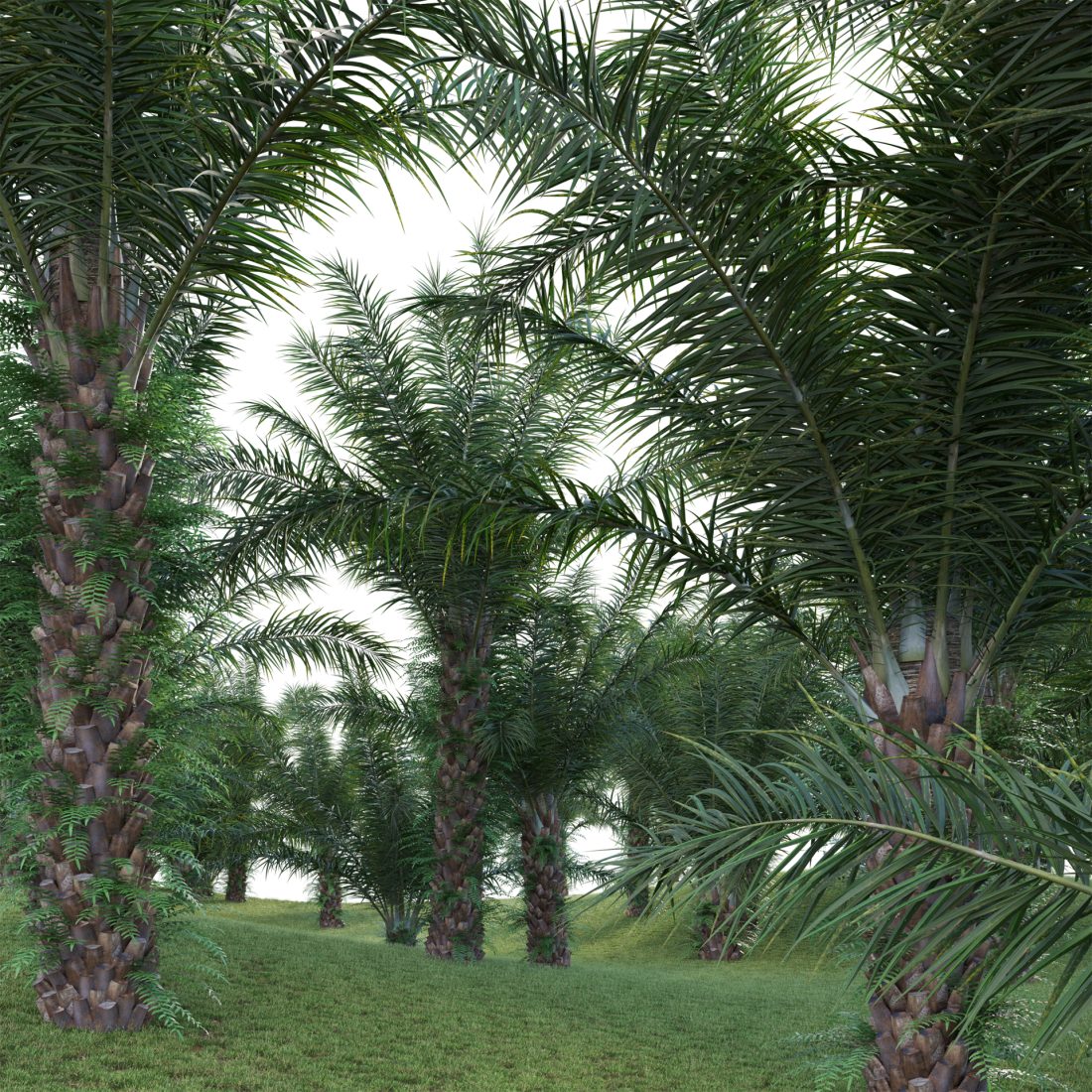 Elaeis Guineensis - African Oil Palm 03 3D Model for VRay | CGMood
