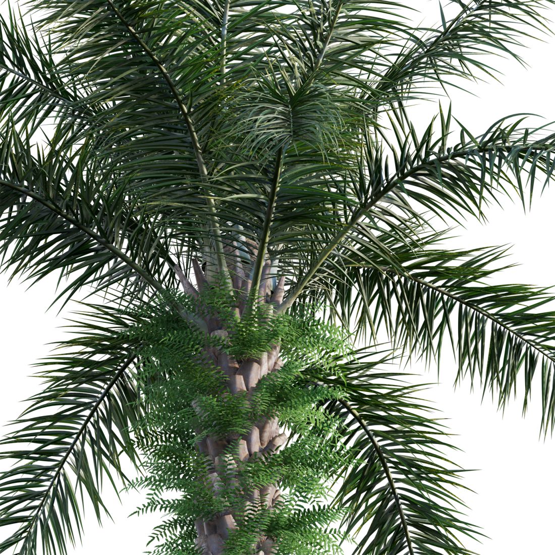 Elaeis Guineensis - African Oil Palm 03 3D Model for VRay | CGMood