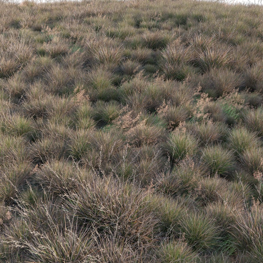 Chionochloa Rubra - Red Tussock Grass 02 - 3D Model for VRay