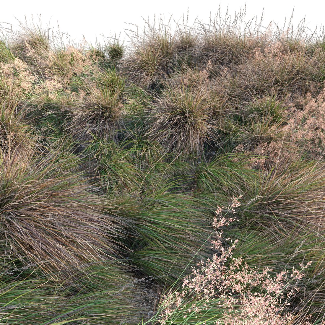 Chionochloa Rubra - Red Tussock Grass - 3D Model for VRay