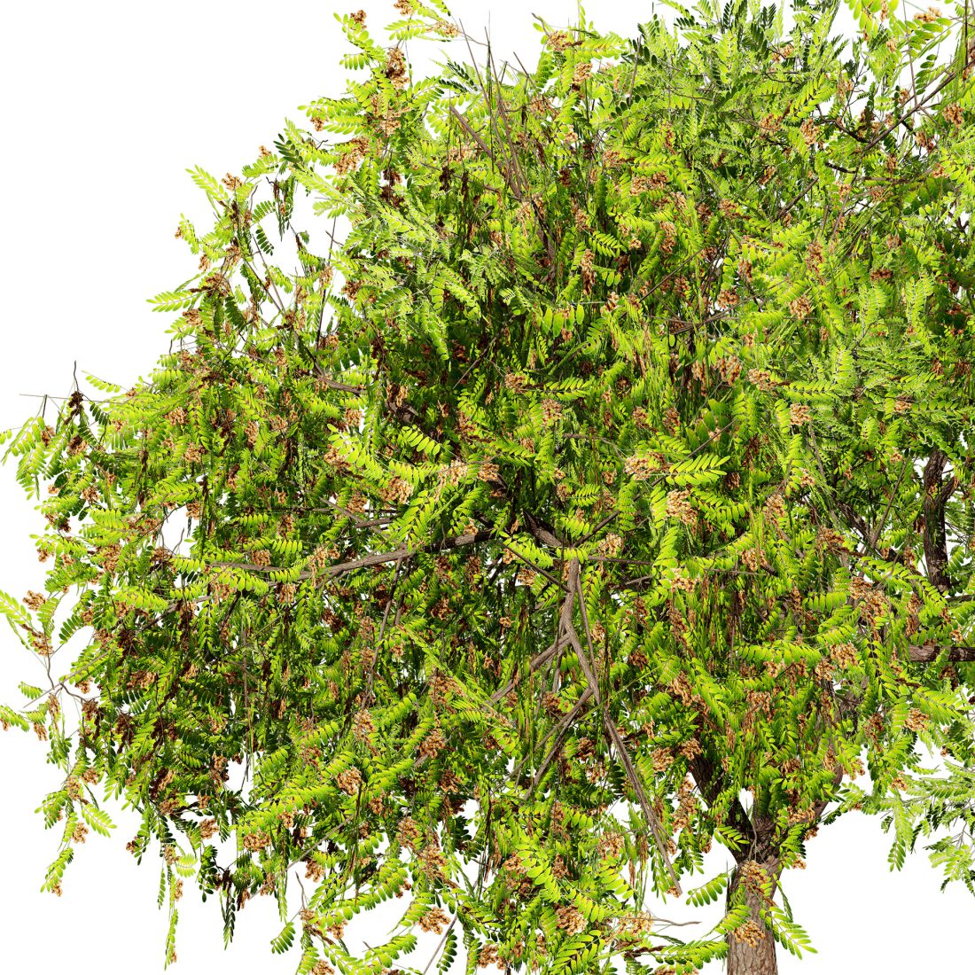 Native Tamarind 3d Model 3D Model for VRay, Corona | CGMood