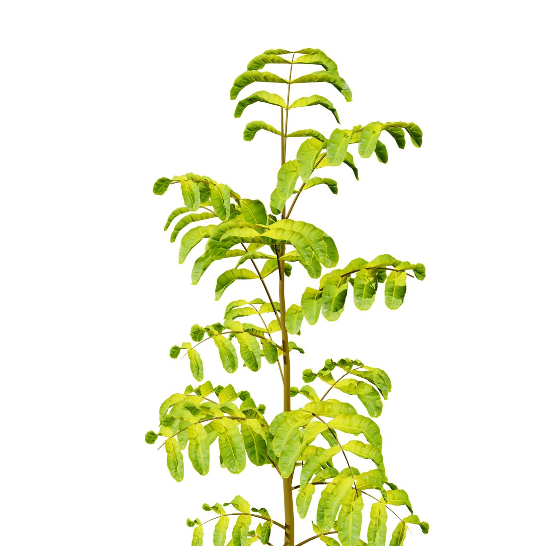 Native Tamarind 3d Model 3D Model for VRay, Corona | CGMood