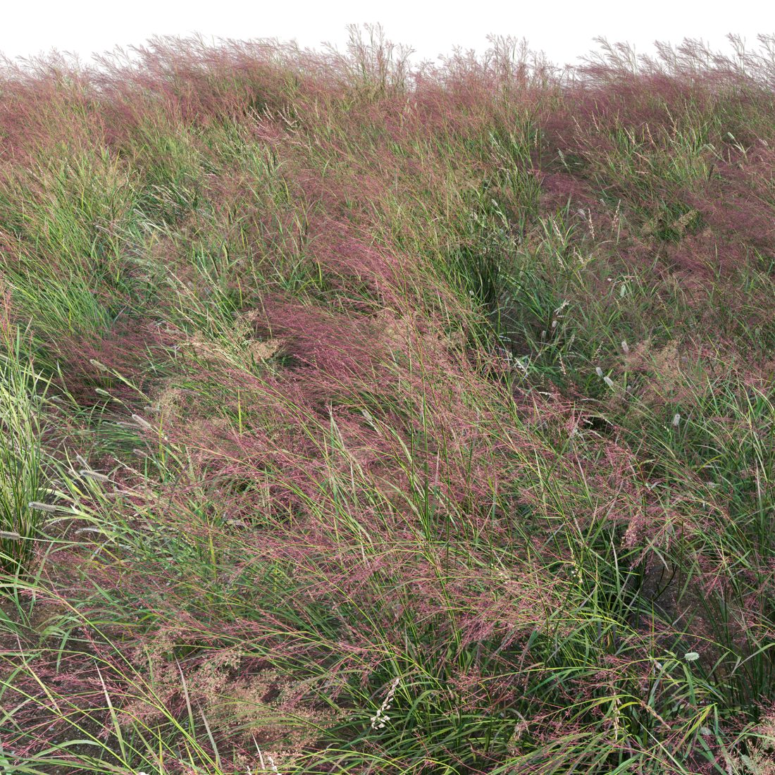 Panicum Virgatum - Switchgrass - 3D Model for VRay