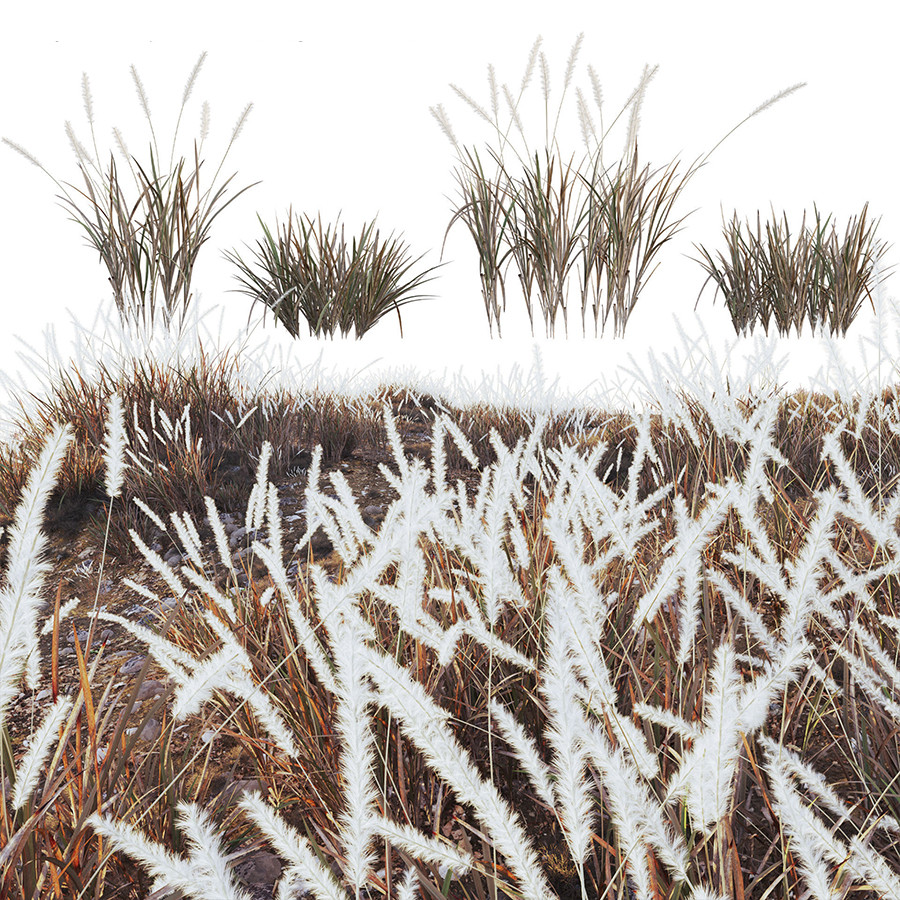 Imperata Cylindrica - Cogon Grass 03 - 3D Model for VRay