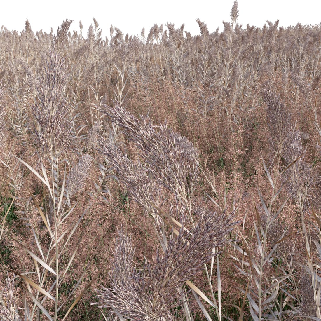 Arundo Donax - Giant Reed - Spanish Reed 03 - 3D Model for VRay