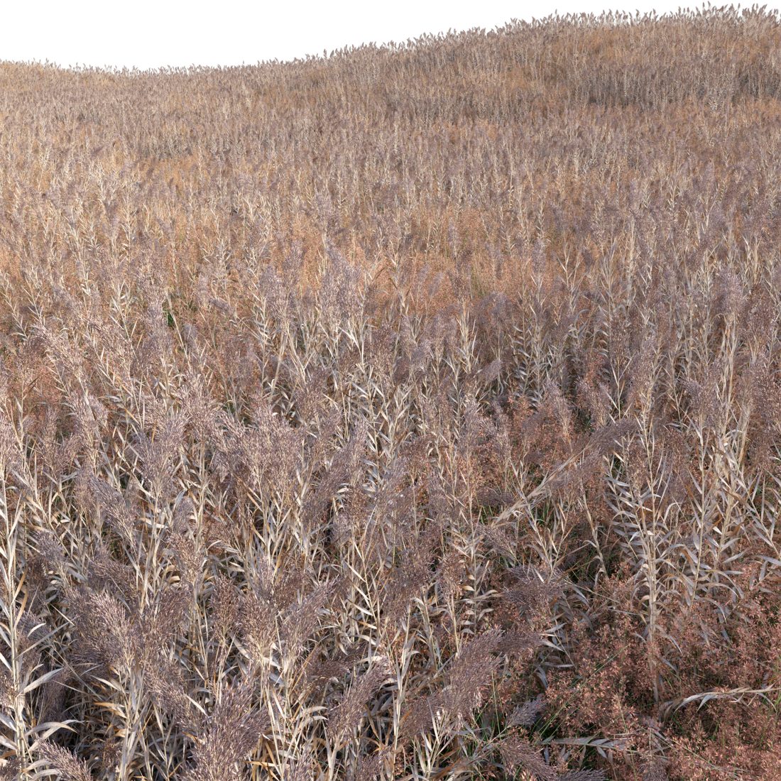 Arundo Donax - Giant Reed - Spanish Reed 03 - 3D Model for VRay