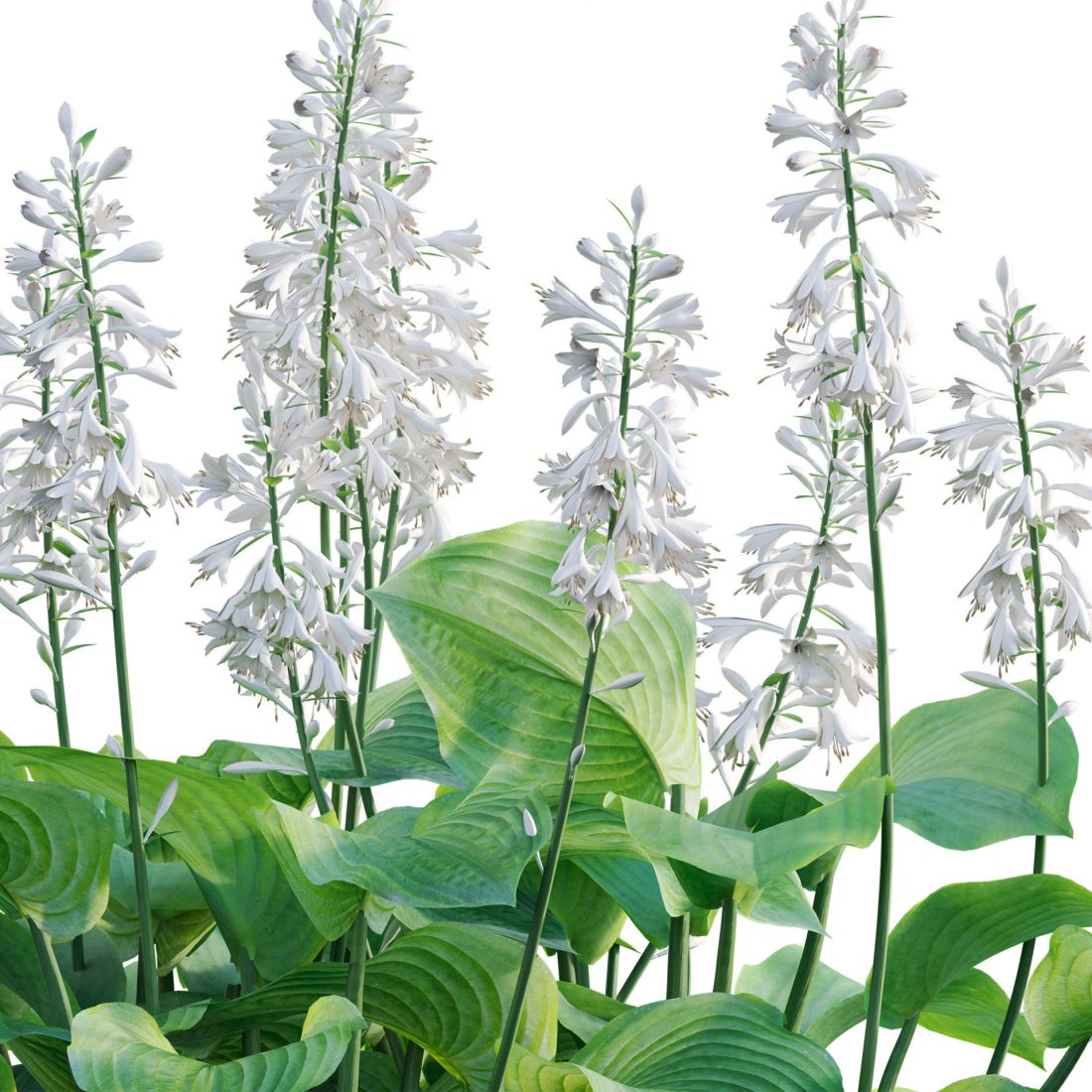 Hosta - Plantain Lily - 3D Model for VRay