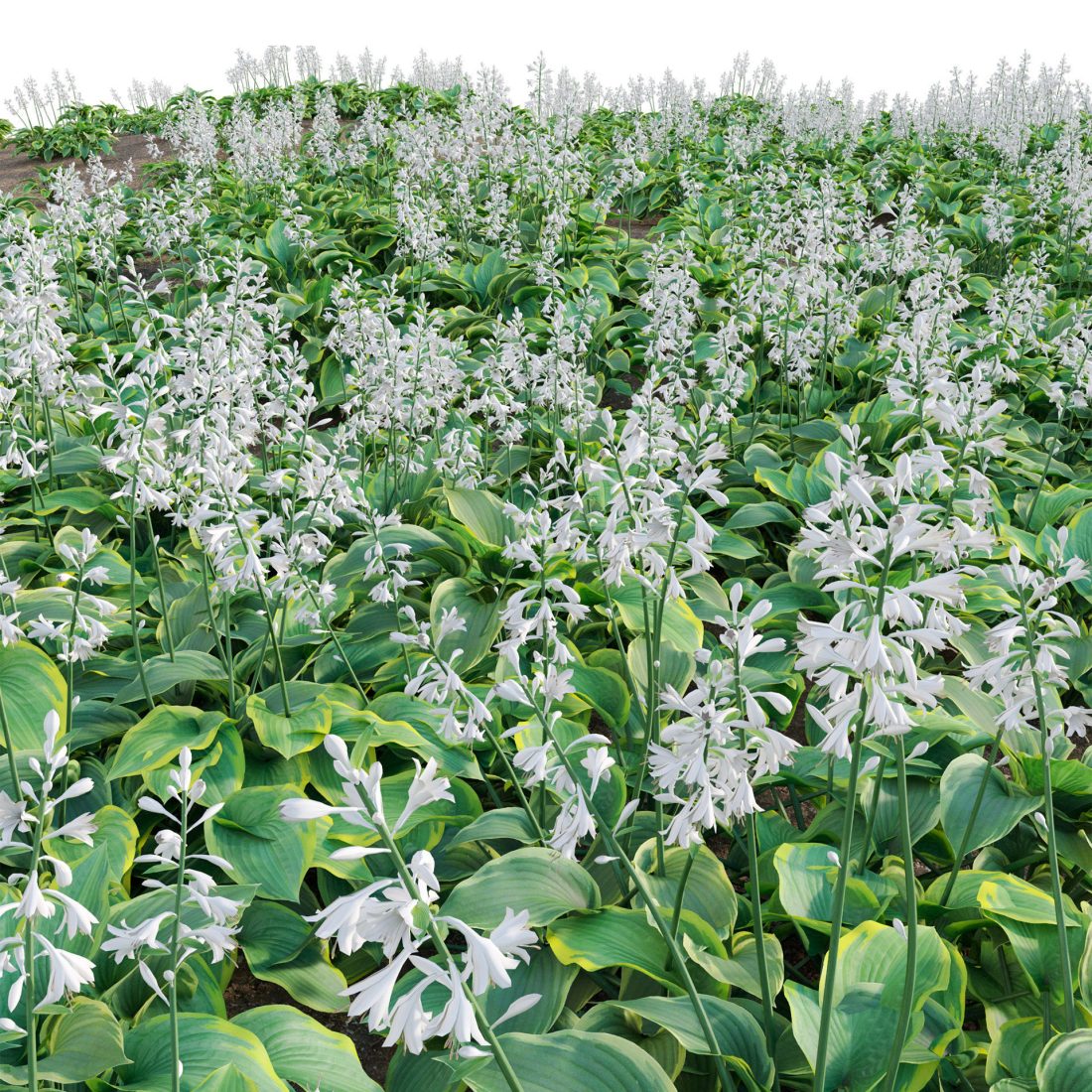 Hosta - Plantain Lily 3D Model for VRay | CGMood
