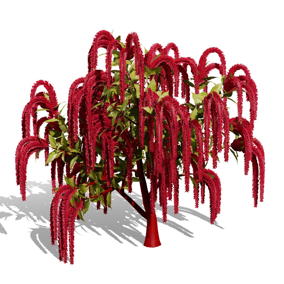 Amaranthus Collection 3d Model 3D Model for VRay, Corona | CGMood