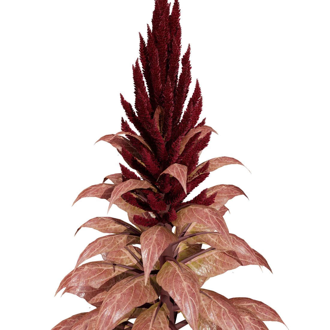 Amaranthus Collection 3d Model - 3D Model for VRay, Corona