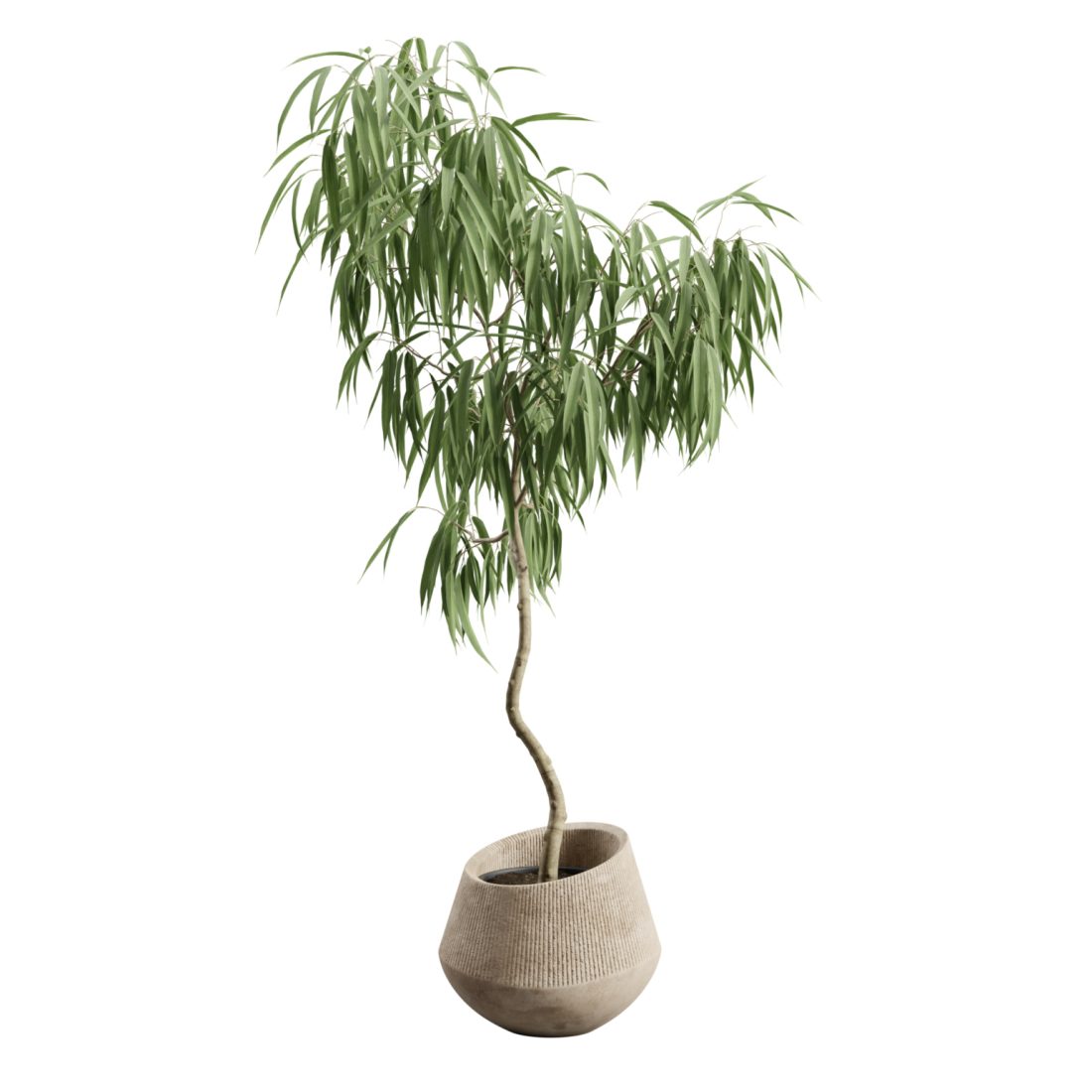 Potted Ficus Alii 3D Model for VRay, Corona | CGMood