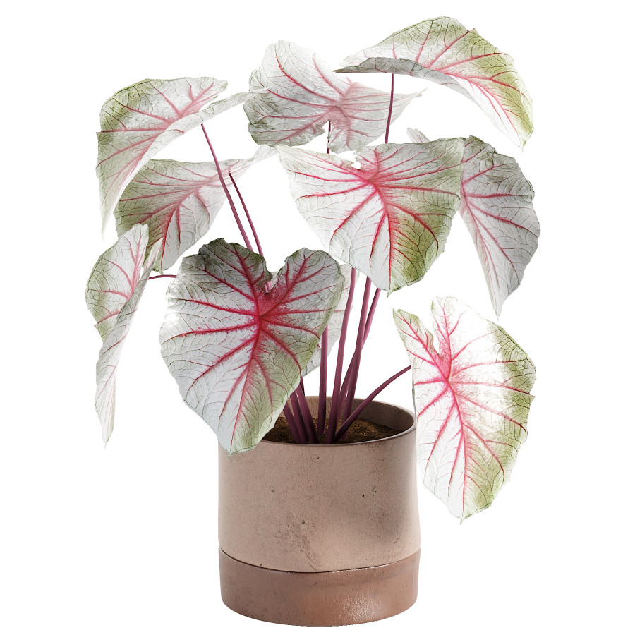 Caladium Bicolor 3D Model for Corona | CGMood