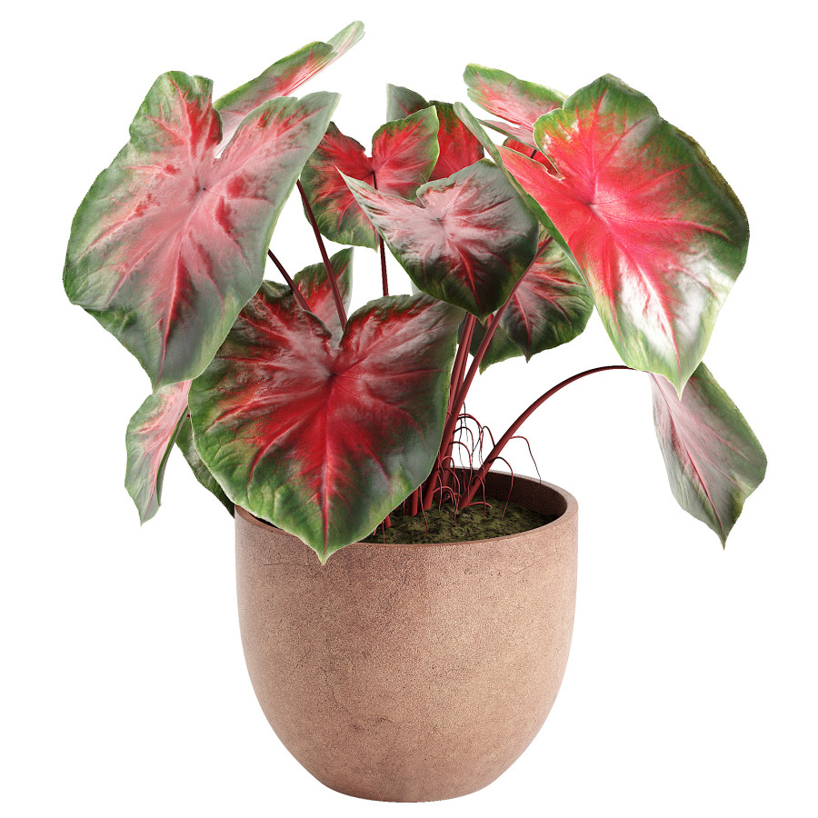Caladium Bicolor Angel - 3D Model for Corona