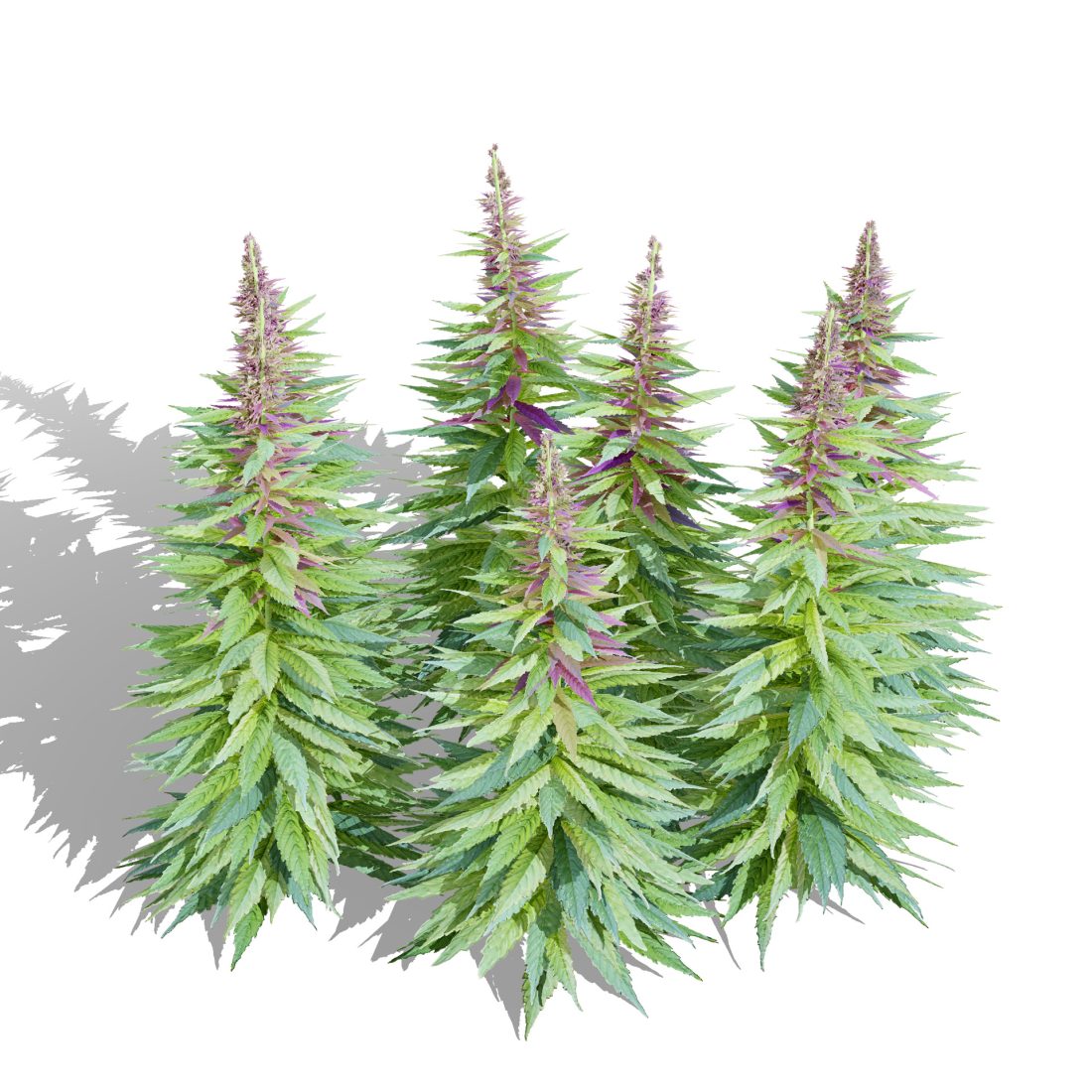 British Hemp Flowers 3d Model - 3D Model for VRay, Corona