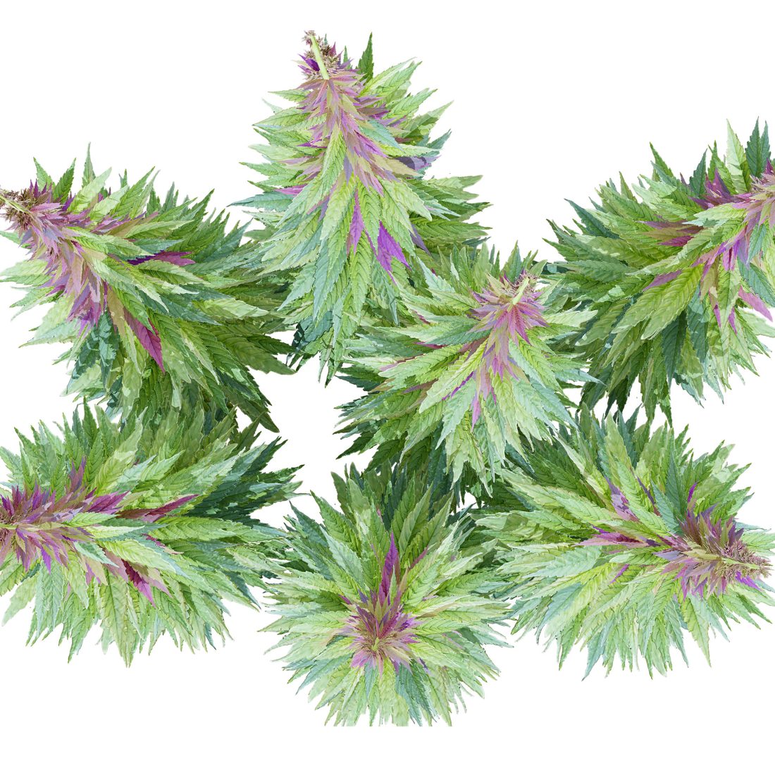 British Hemp Flowers 3d Model 3D Model for VRay, Corona | CGMood