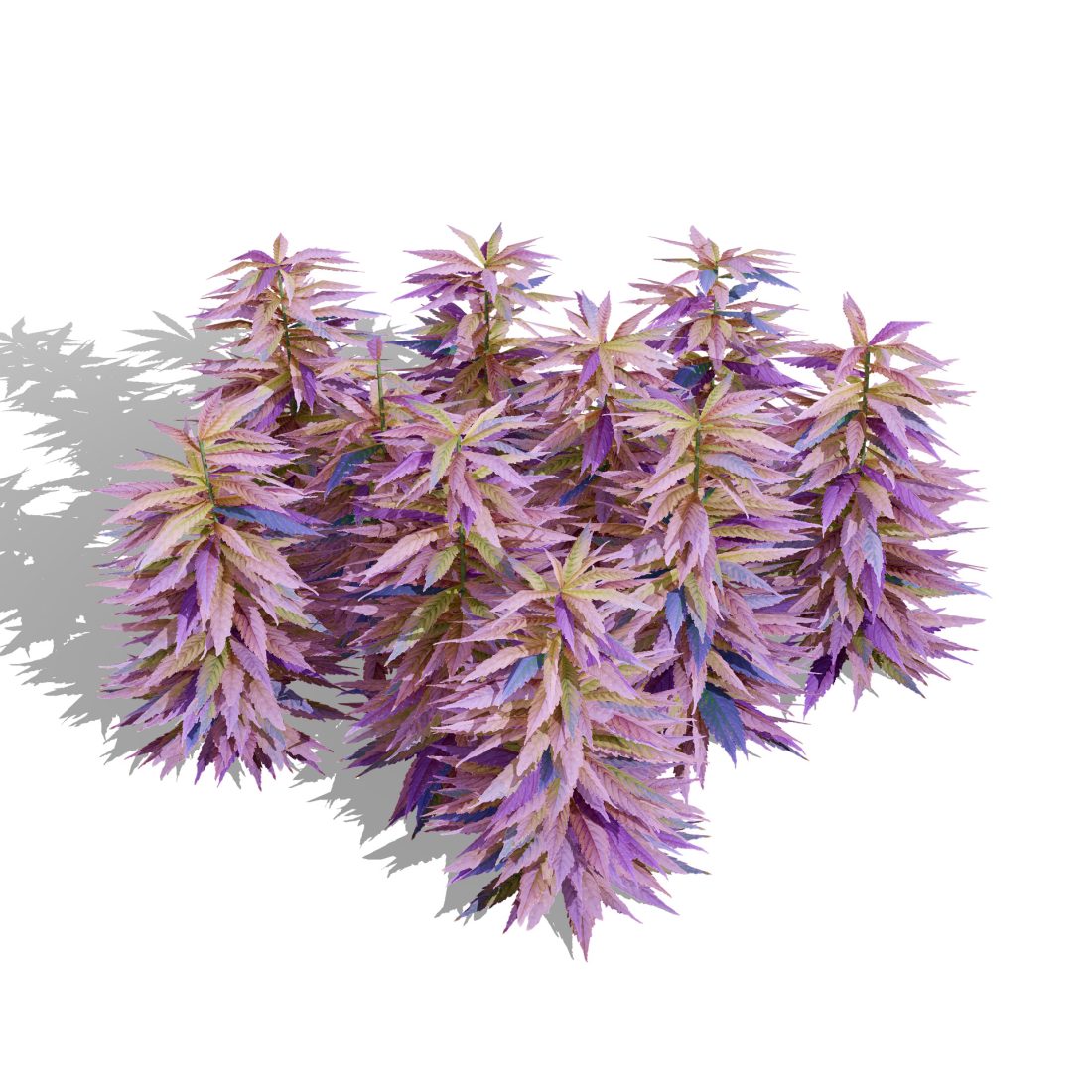British Hemp Flowers 3d Model 3D Model for VRay, Corona | CGMood