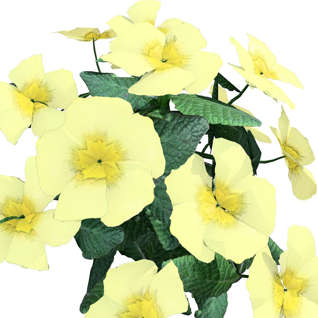Primula Vulgaris 3d Model Collection - 3D Model for VRay, Corona