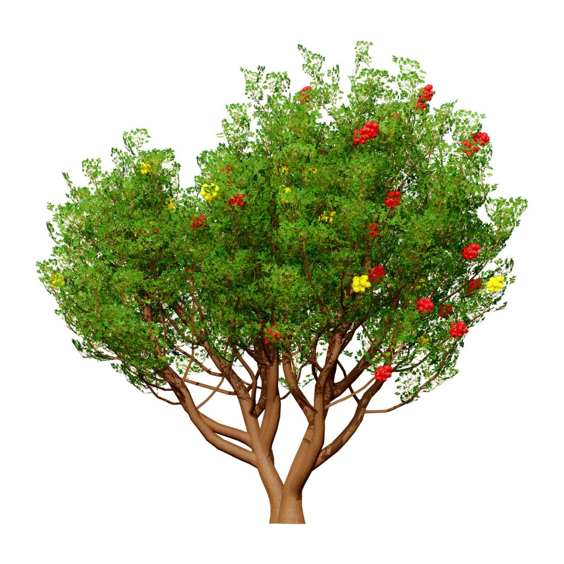 Moroccan Tree Pack - 3D Model for VRay, Corona