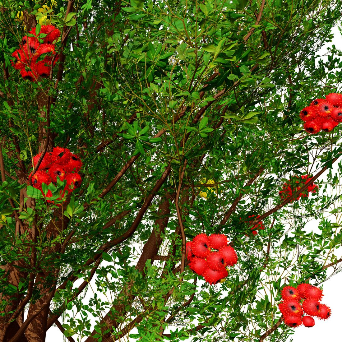 Moroccan Tree Pack - 3D Model for VRay, Corona