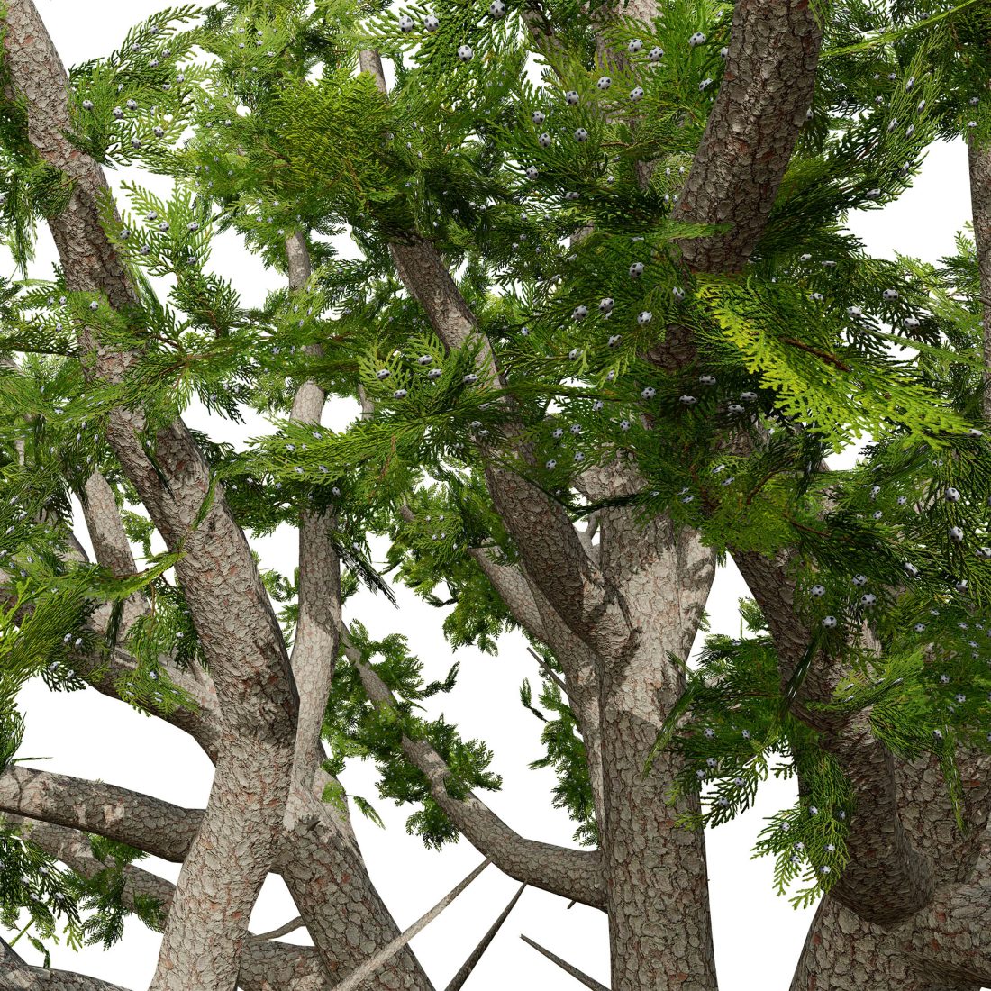 Moroccan Tree Pack - 3D Model for VRay, Corona
