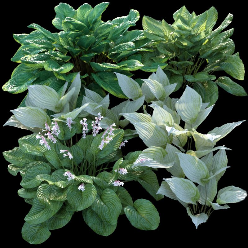 Hosta (funkia) 3D Model for Corona | CGMood