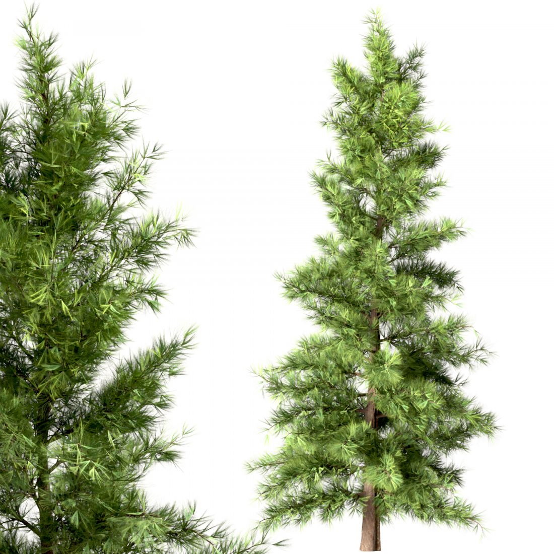 Set Of Eastern White Pine Trees (Pinus Strobus) 3D Model for VRay | CGMood