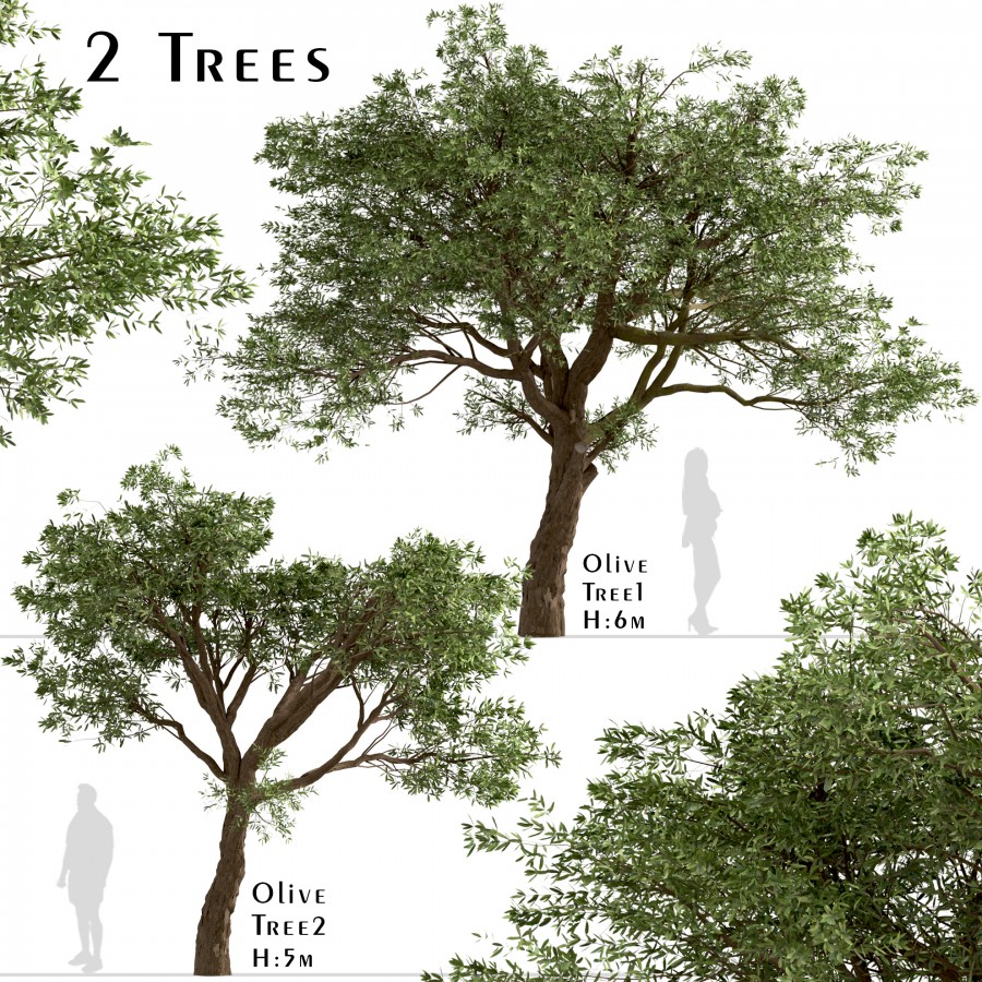 Set Of Olive Trees (Olea Europaea) (2 Trees) - 3D Model for VRay
