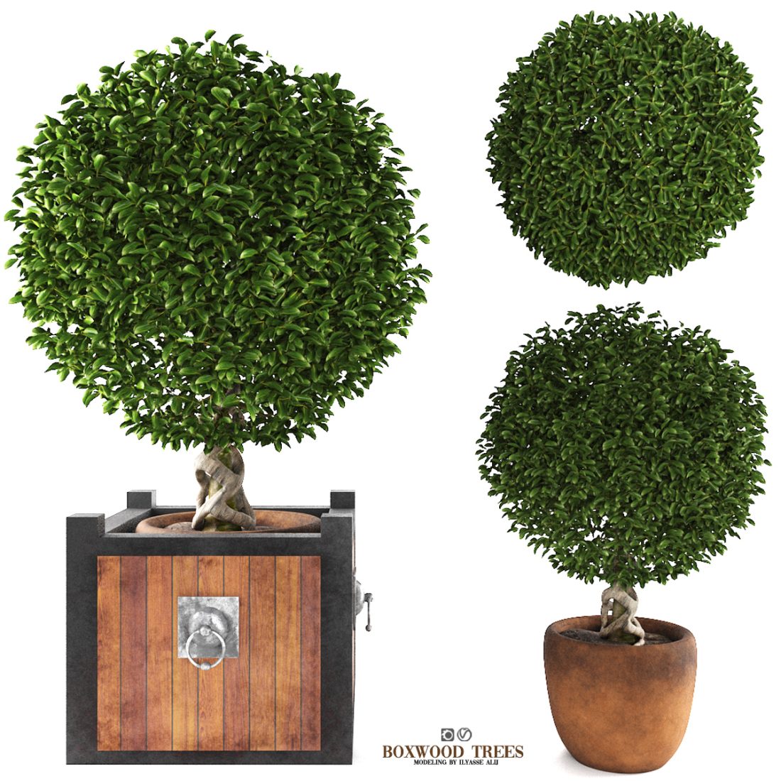 Boxwood Trees - 3D Model for VRay, Corona