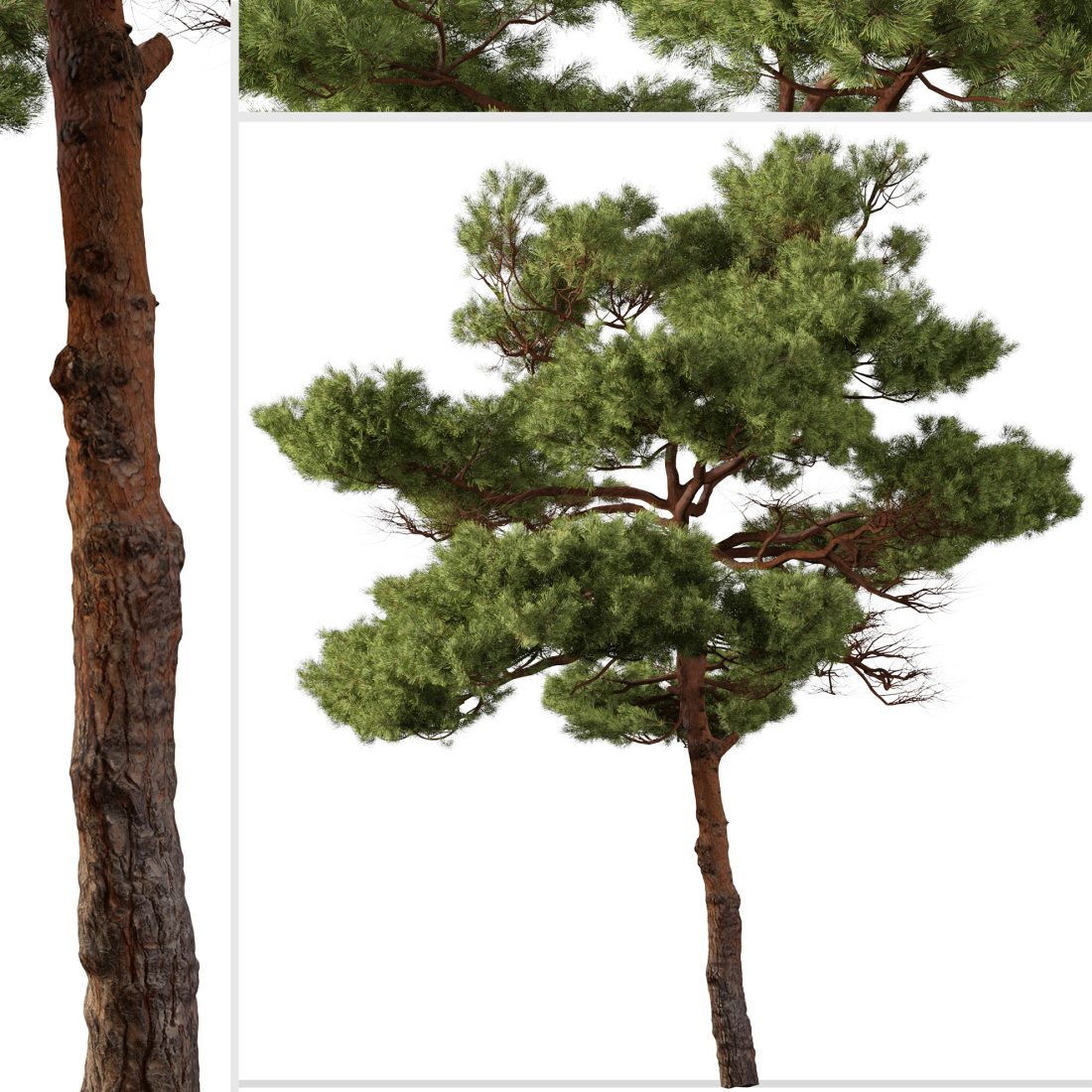 Set Of Aleppo Pine Tree ( Pinus Halepensis ) - 3D Model for VRay