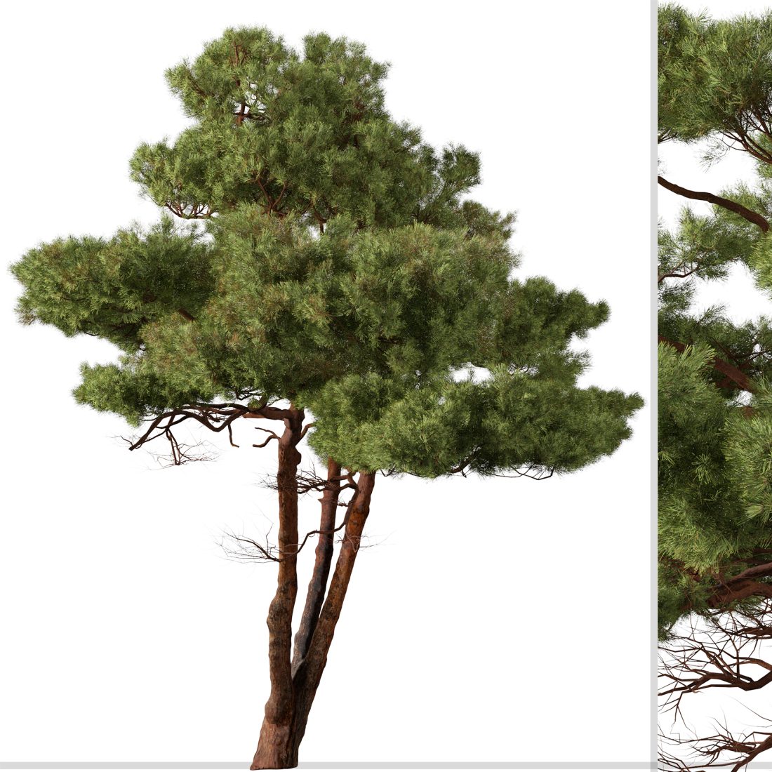 Set Of Aleppo Pine Tree ( Pinus Halepensis ) - 3D Model for VRay