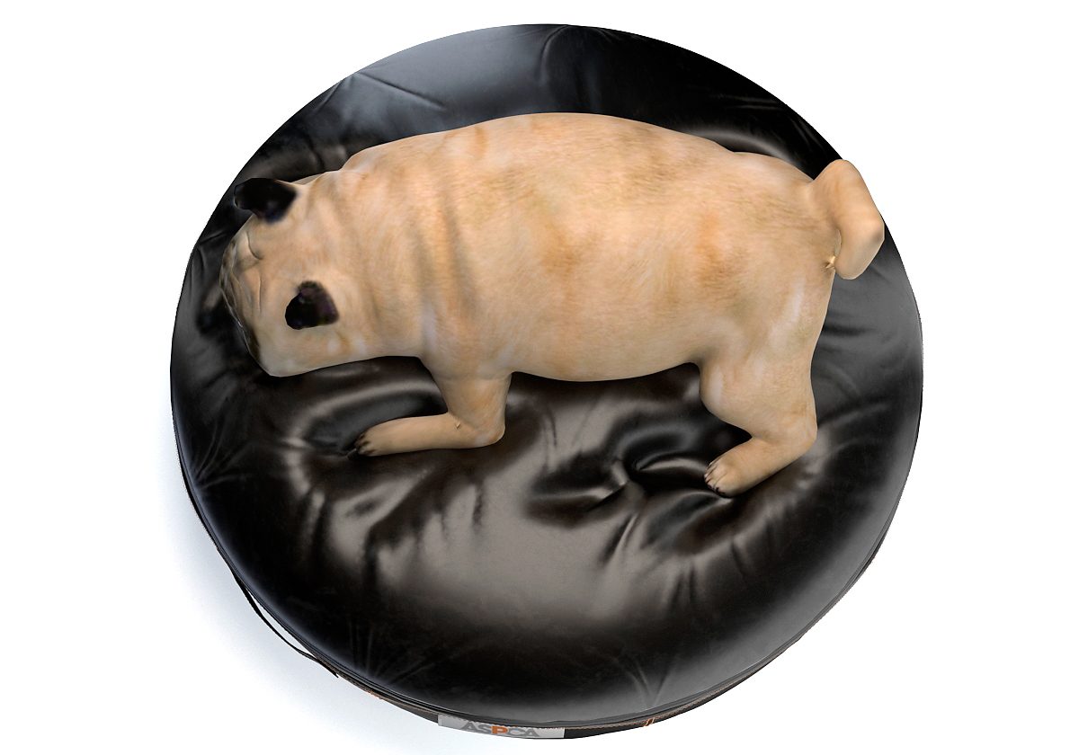 Fat Dog - 3D Model for VRay, Corona