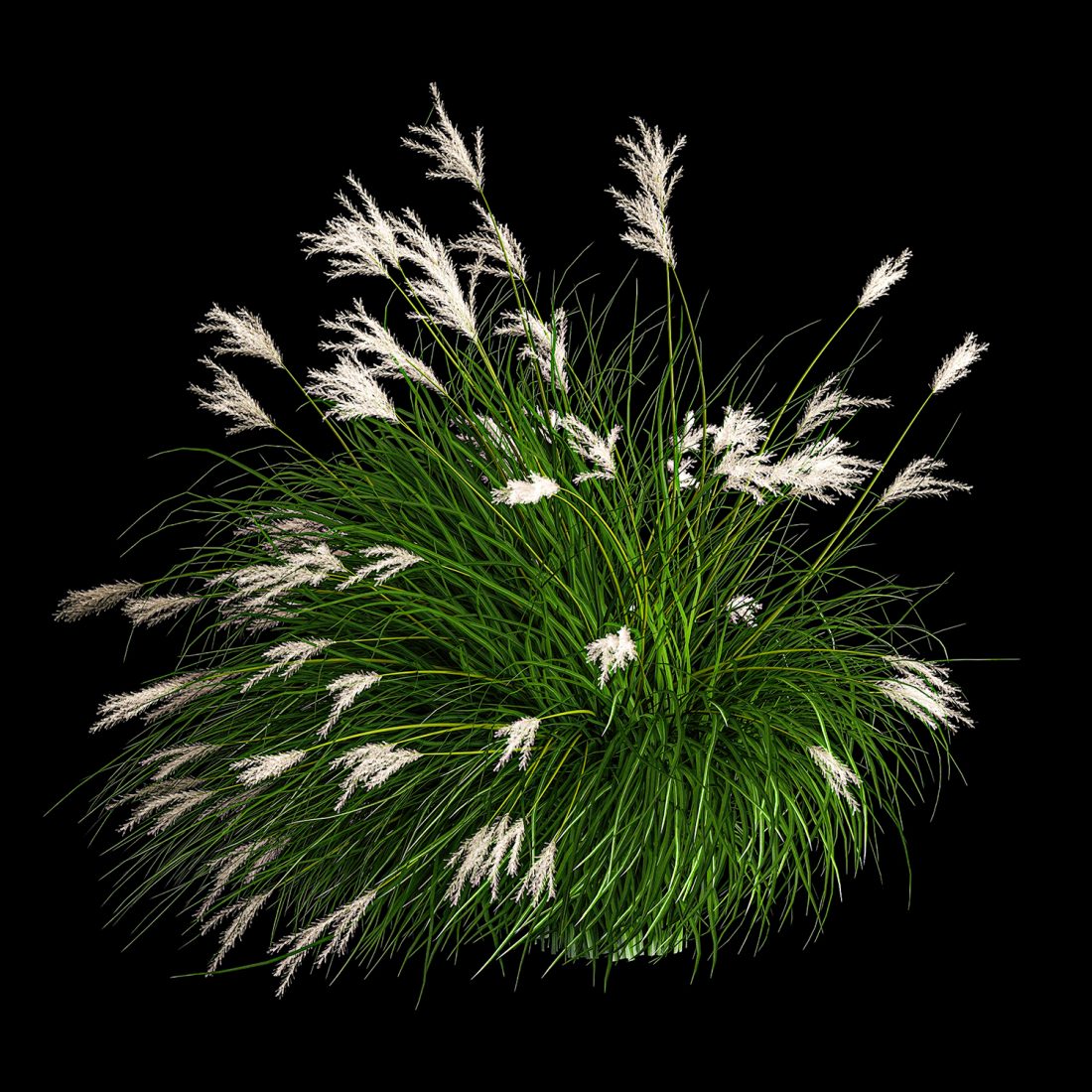 Ornamental Bushes For Landscape Design 3D Model for VRay | CGMood