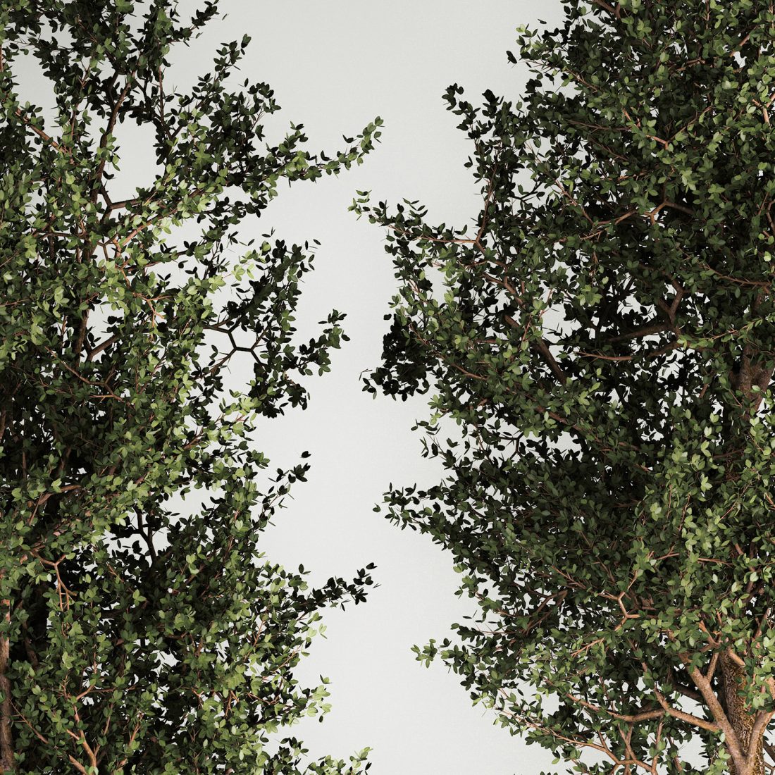 Trees In Concrete Vases And Pots For Exterior - 3D Model for VRay