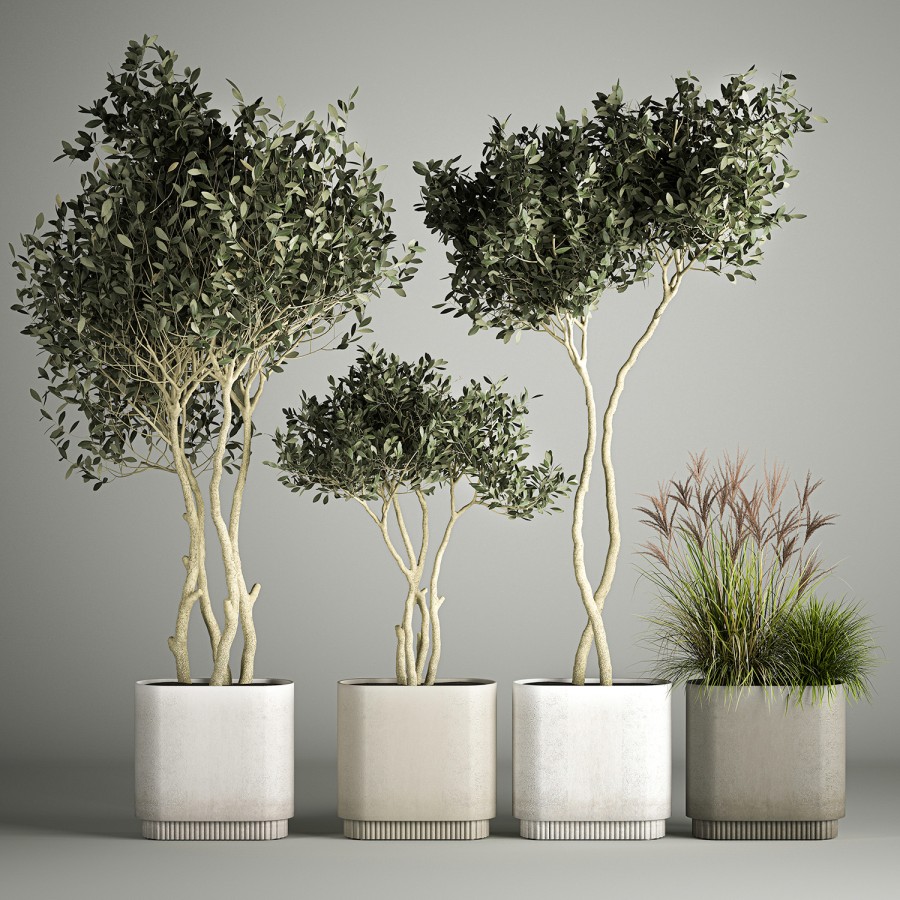 Ornamental Olive Trees In Concrete Pots - 3D Model for VRay