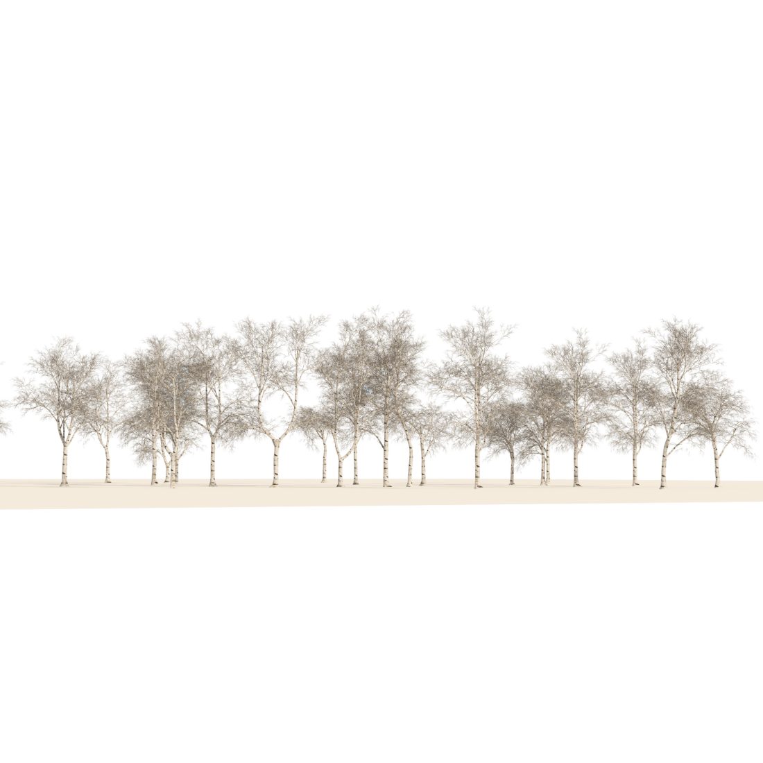 Winter Paper Birch Tree Forest - 3D Model for VRay, Corona