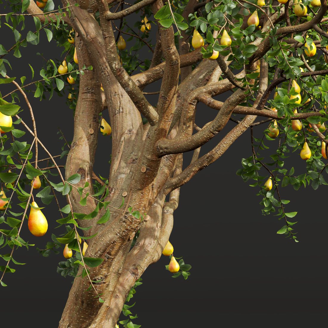 Pear Pyrus Communis Red Punica Granatum Pomegranat - 3D Model for ...