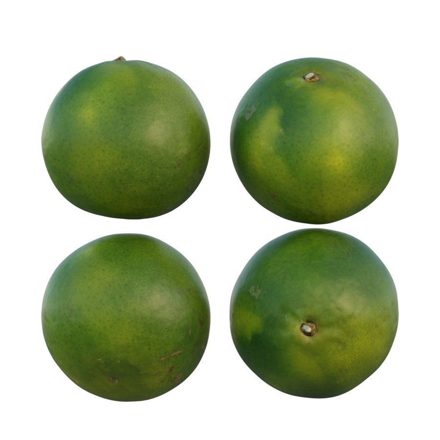 Mandarin - 3D Model for VRay, Corona