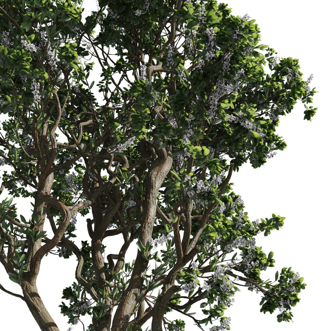 Carolina Cherry Laurel - 3D Model for VRay, Corona