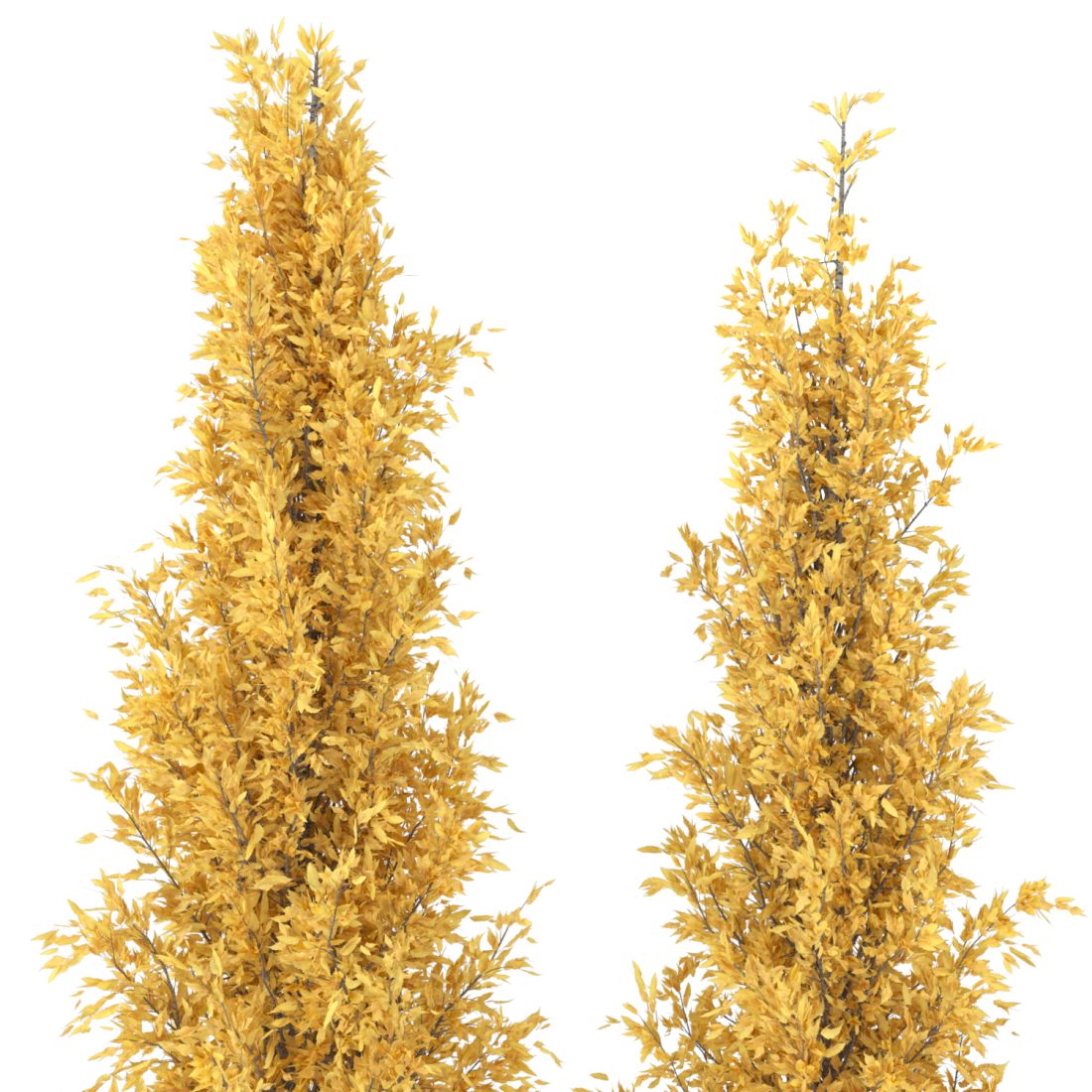Collection Autumn Pine Trees 15 - 3D Model for Corona