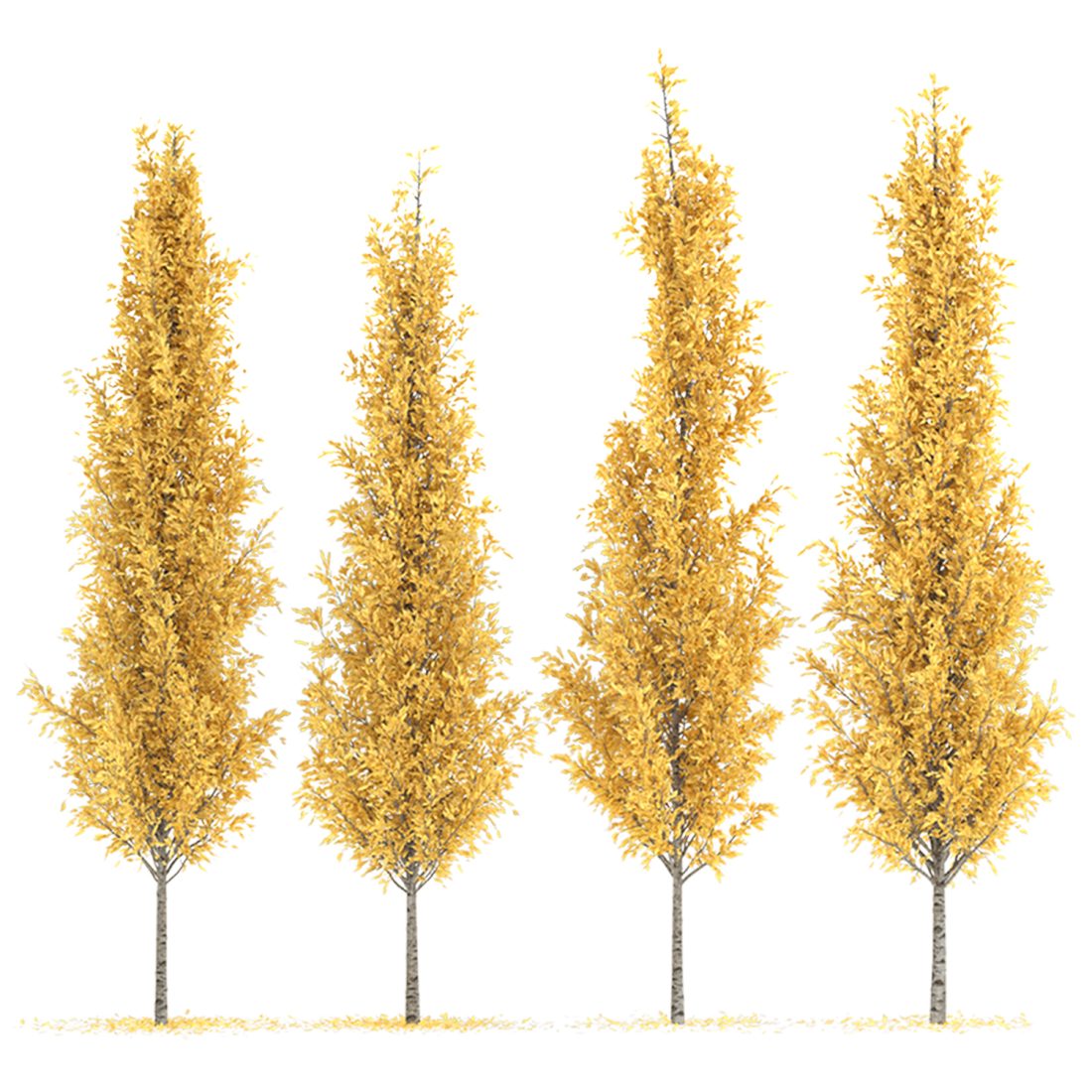 Collection Autumn Pine Trees 15 - 3D Model for Corona