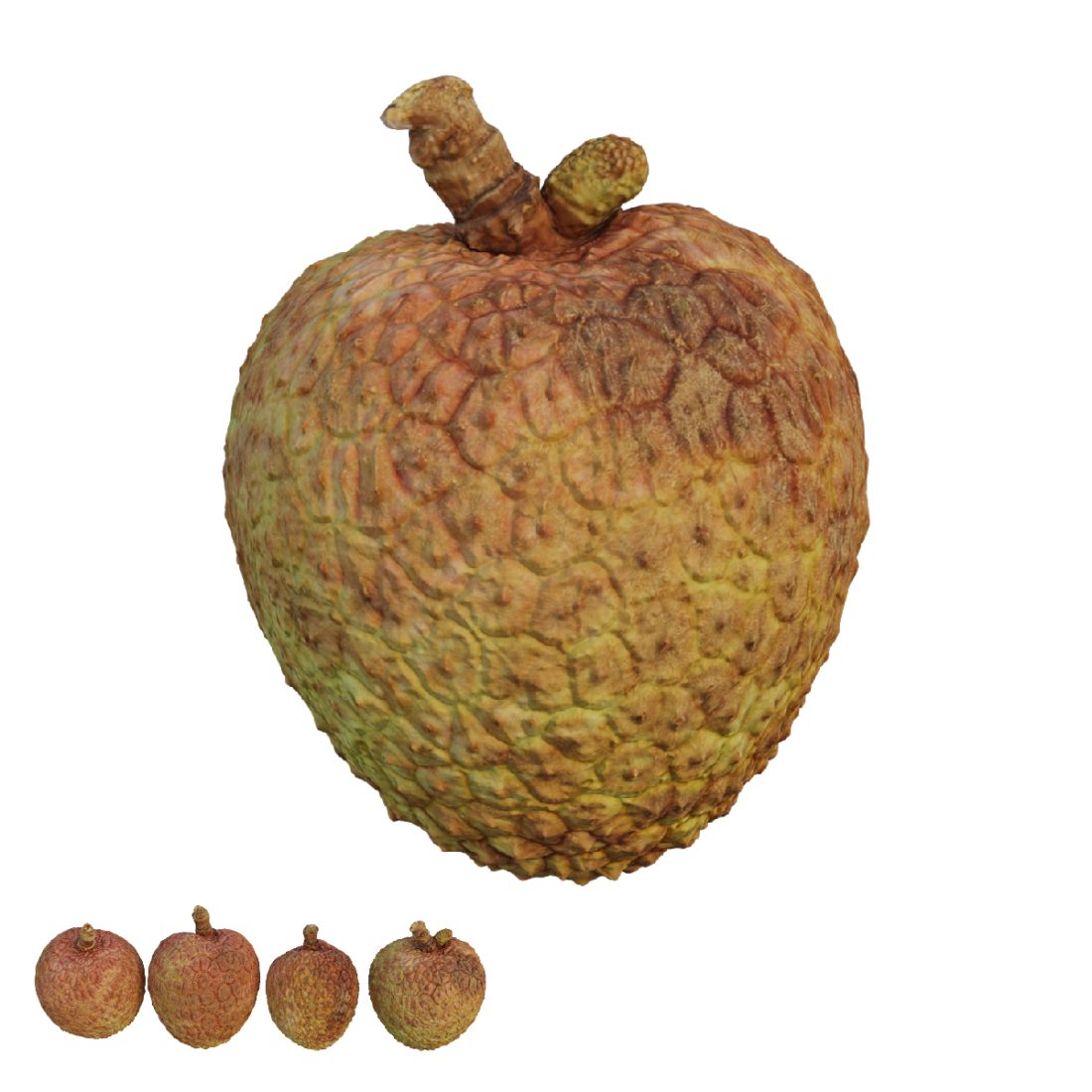 Litchi Fruit 02 - 3D Model for VRay, Corona