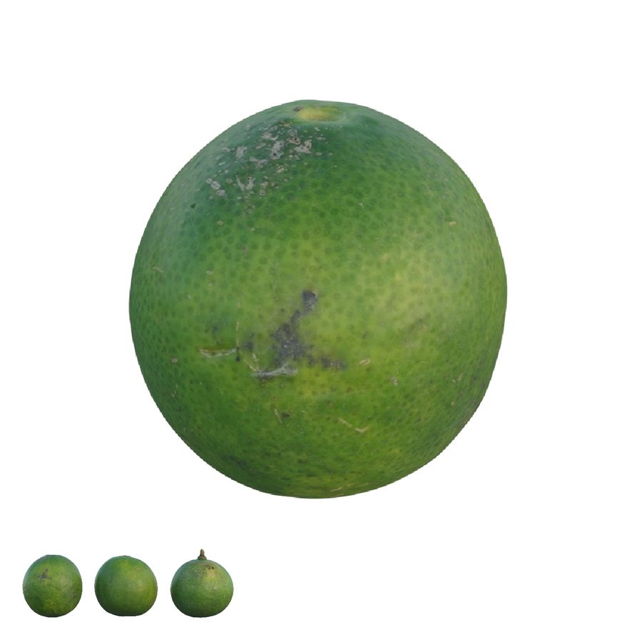 Lime 03 - 3D Model for VRay, Corona