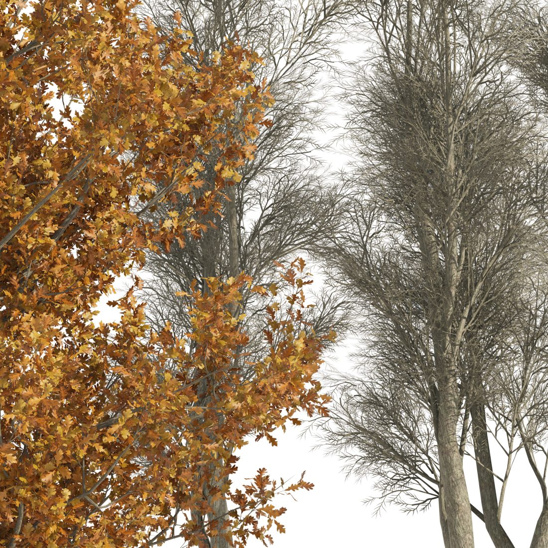 Winter And Fall Oak Trees - 3D Model for VRay, Corona