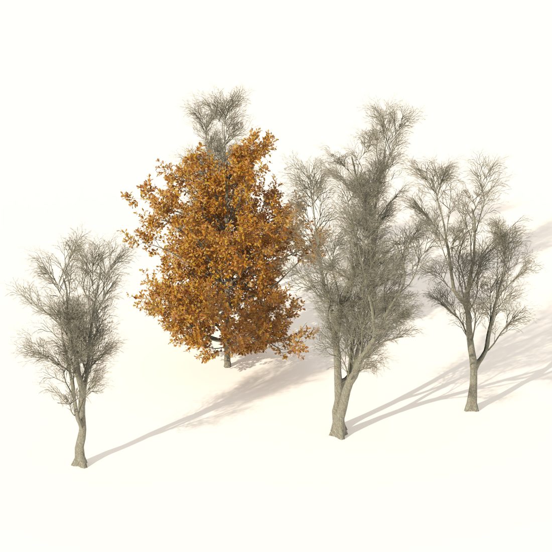Winter And Fall Oak Trees - 3D Model for VRay, Corona