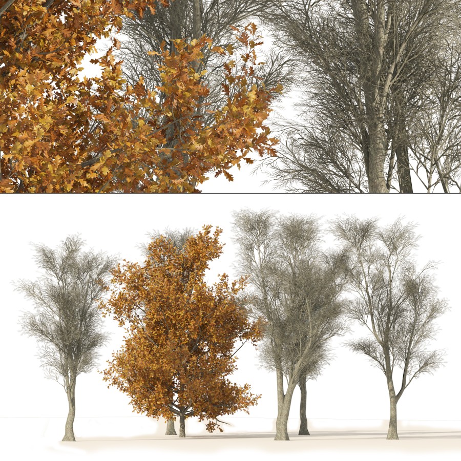 Winter And Fall Oak Trees - 3D Model for VRay, Corona