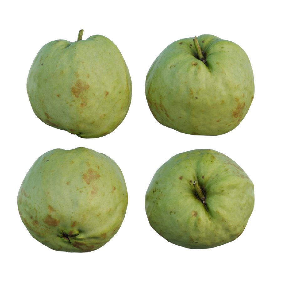 Guava 02 - 3D Model for VRay, Corona