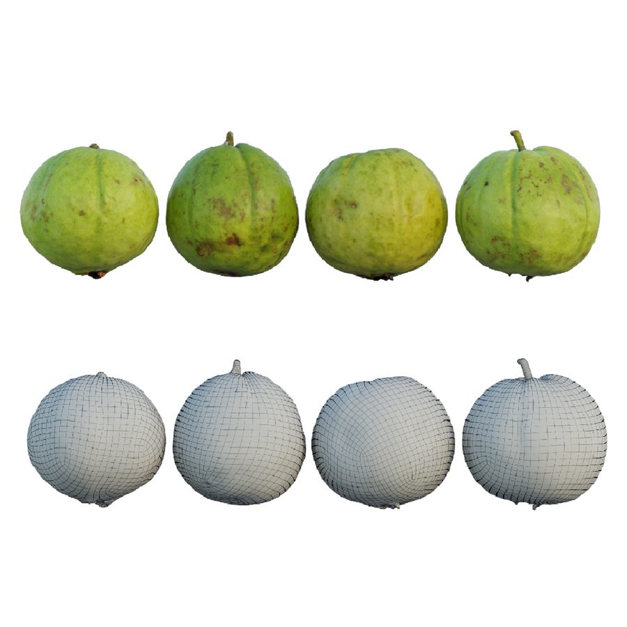 Guava 03 3D Model for VRay, Corona | CGMood