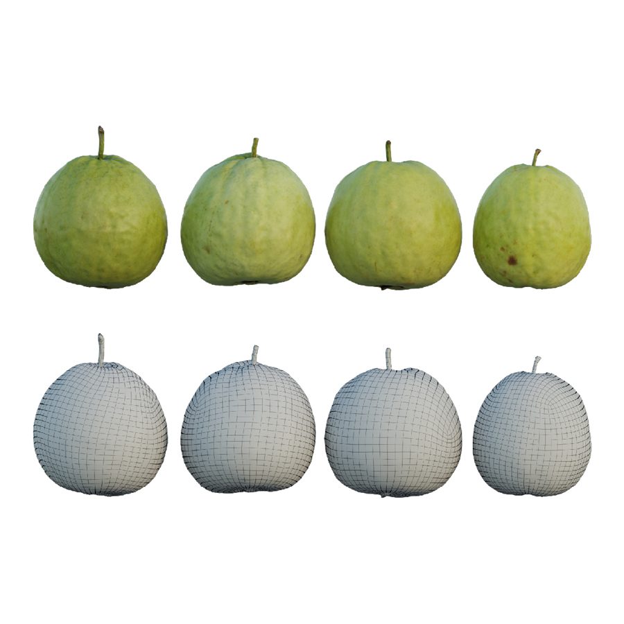 Guava 06 3D Model for VRay, Corona | CGMood