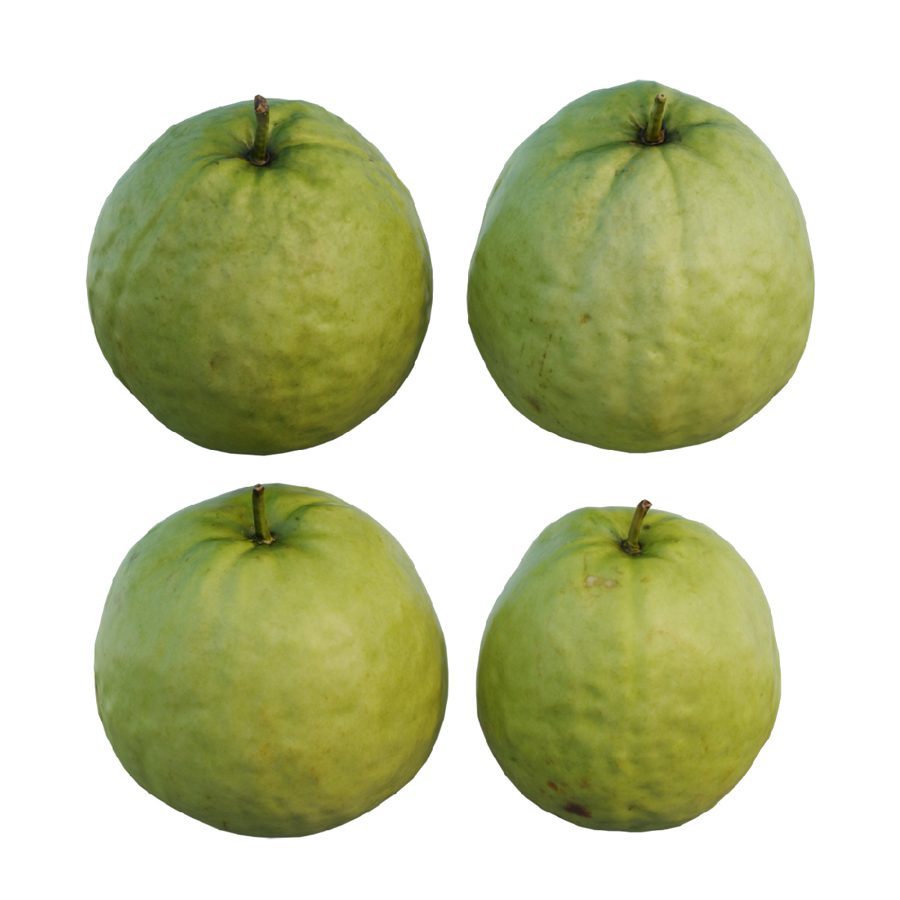 Guava 06 3D Model for VRay, Corona | CGMood