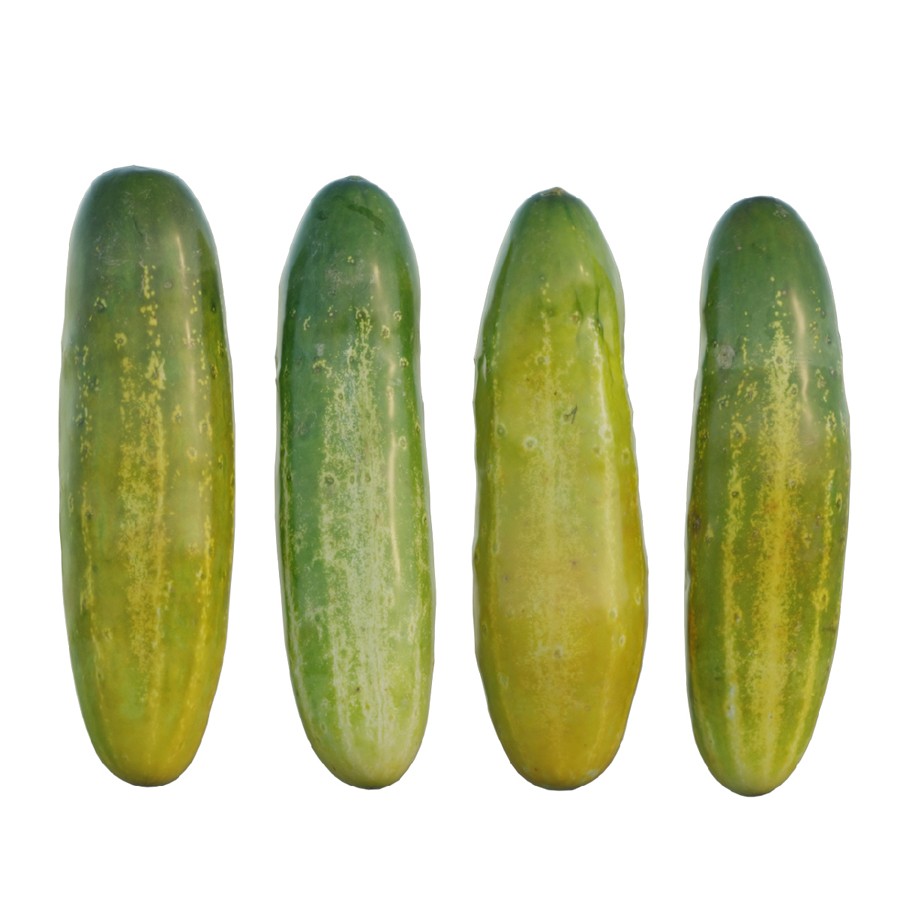 Cucumber 02 - 3D Model for VRay, Corona